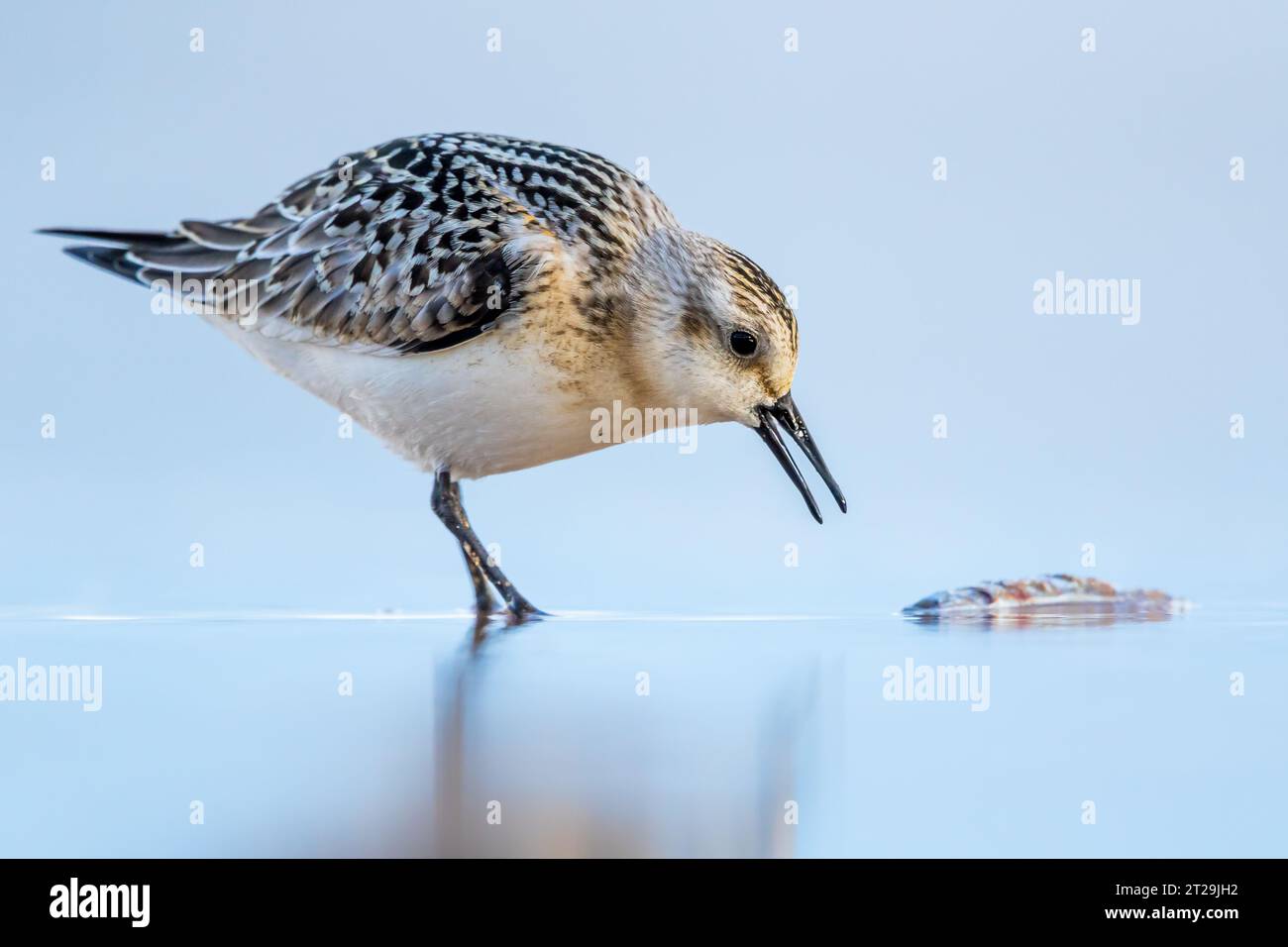 Small white Calidris alba bird with brown plumage walking in puddle ...