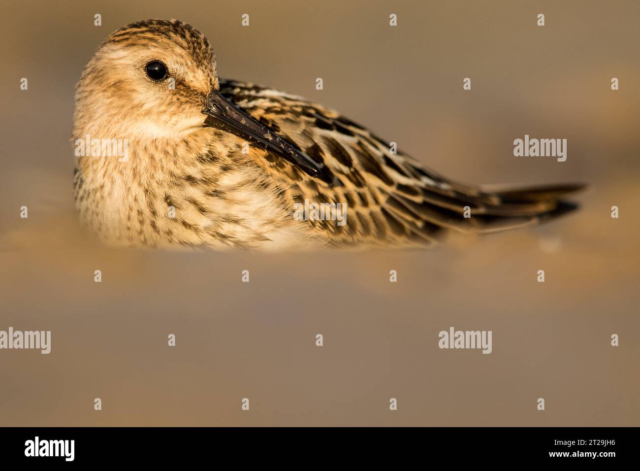 Side view of Correlimos comun dunlin bird with dark brown and white ...