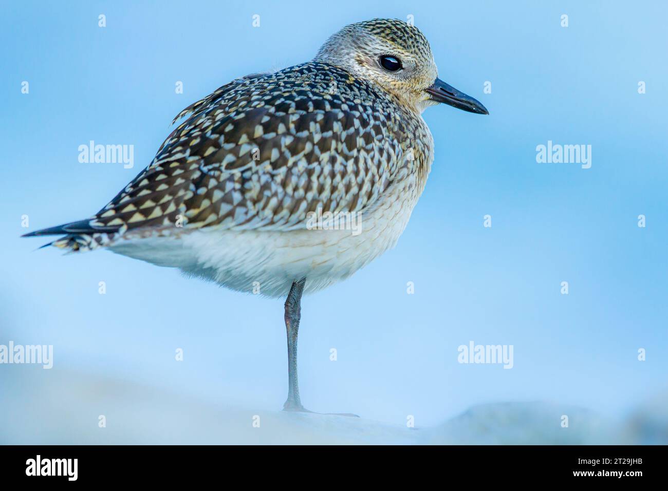 Small white Calidris alba bird with brown plumage walking on blurred ...