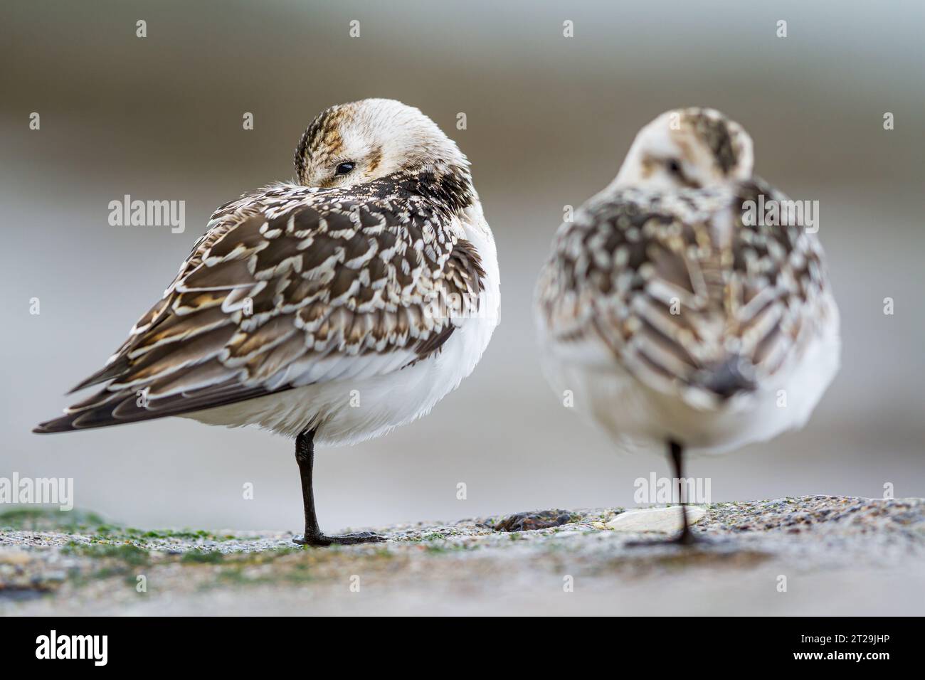 Adorable sanderling wild birds with brown feathers standing on rough ...