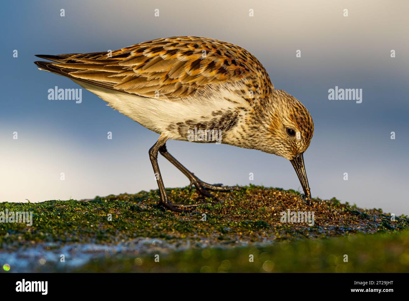 Side view of adorable brown and white correlimos comun dunlin bird with ...