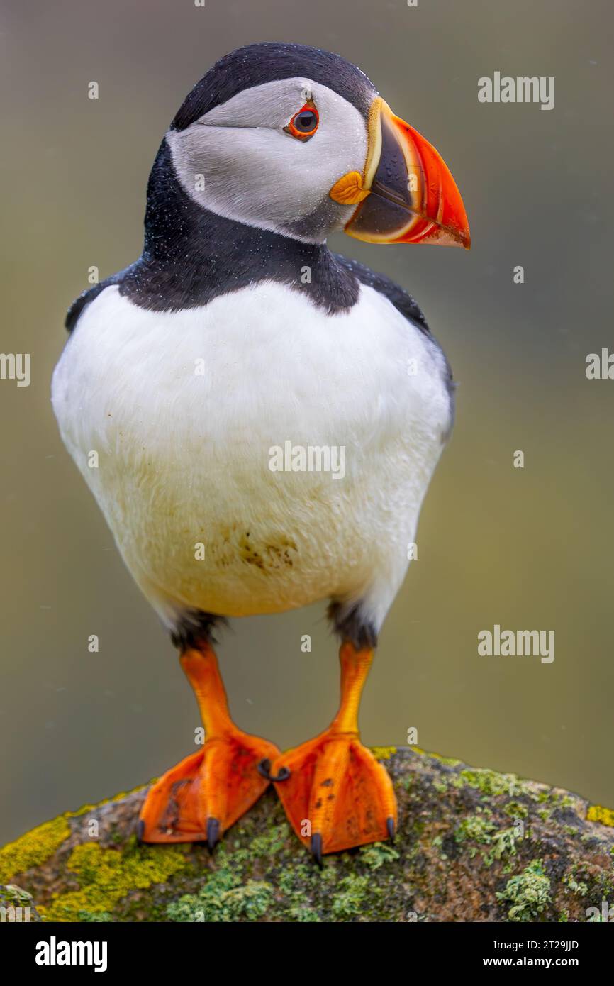 Black and white Atlantic puffin bird with blue eyes standing on stone ...