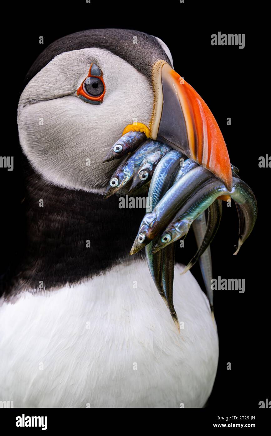 Small Atlantic puffin bird with black and white plumage and blue eyes ...
