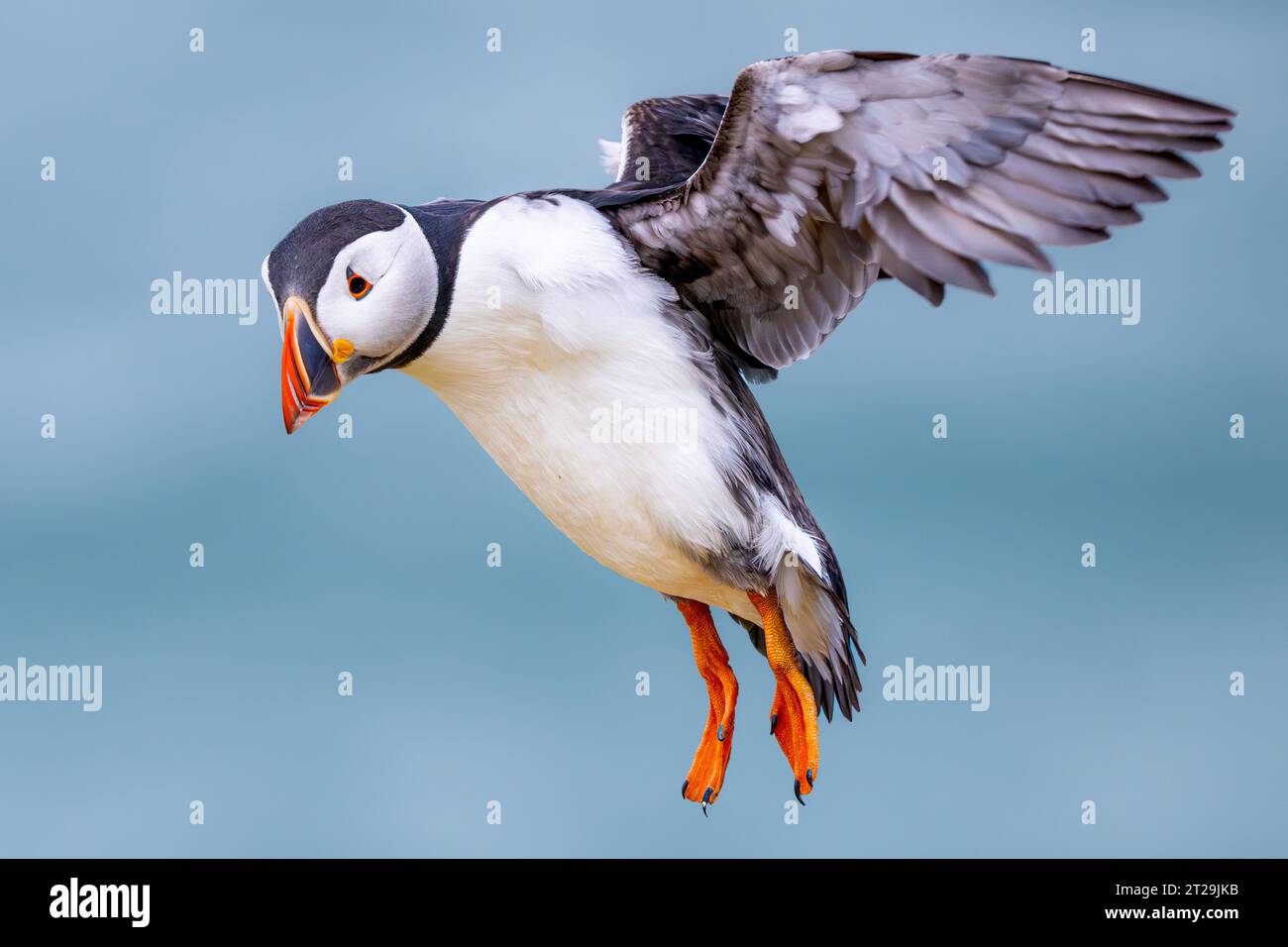Wild puffin bird spreading wings flying over ocean background Stock ...