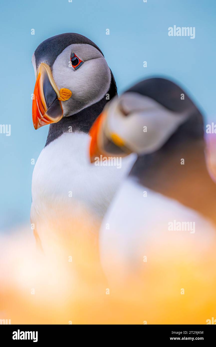 Side view of black and white Atlantic puffin birds with blue eyes ...