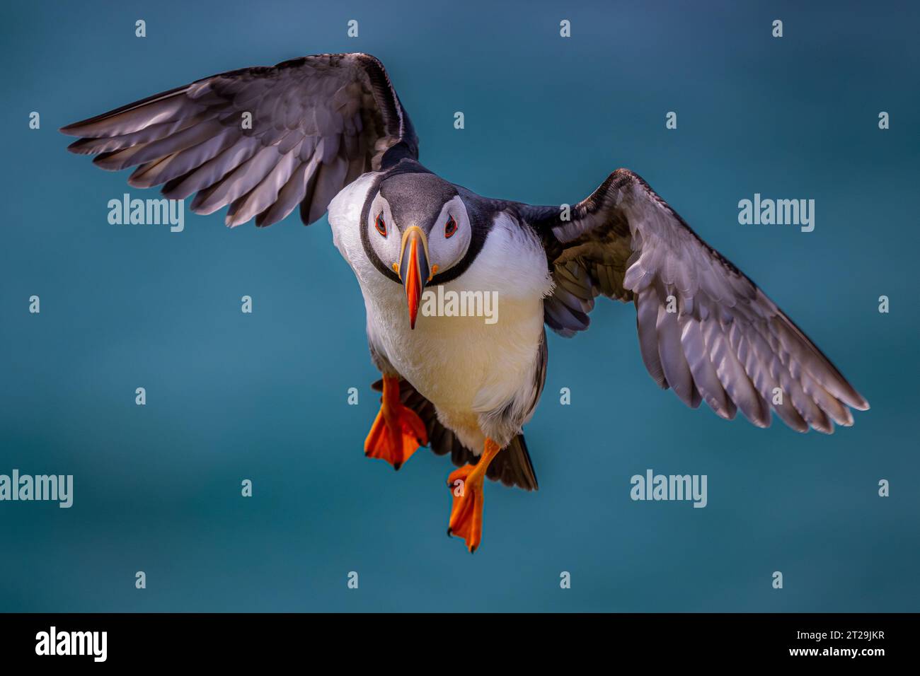 Wild puffin bird spreading wings flying over ocean background Stock ...