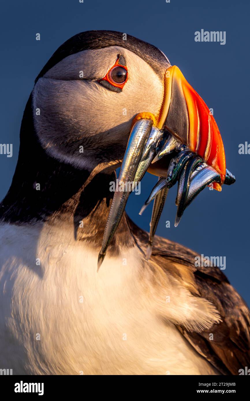 Small Atlantic puffin bird with black and white plumage and blue eyes ...
