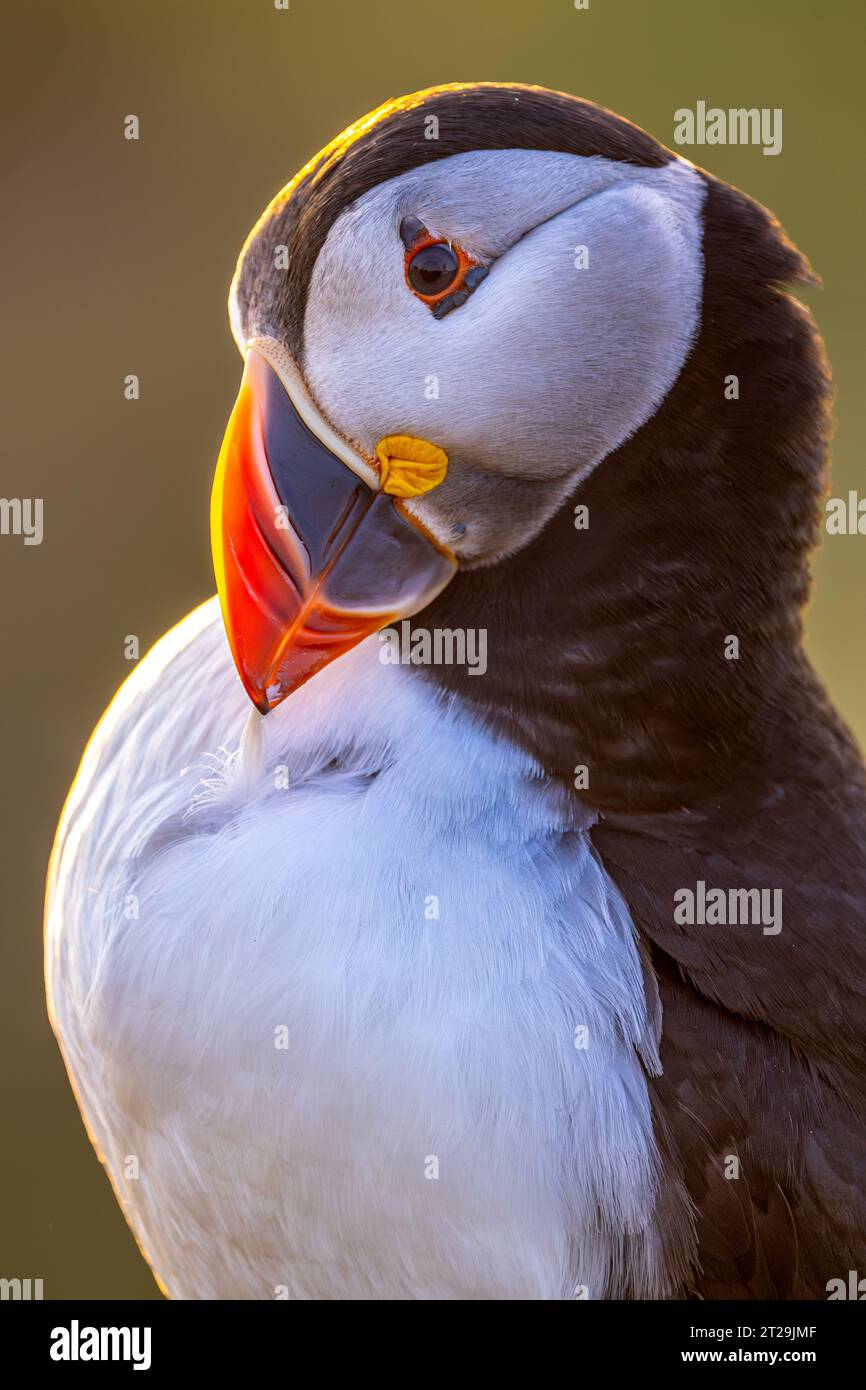 Side view of black and white Atlantic puffin bird with blue eyes ...