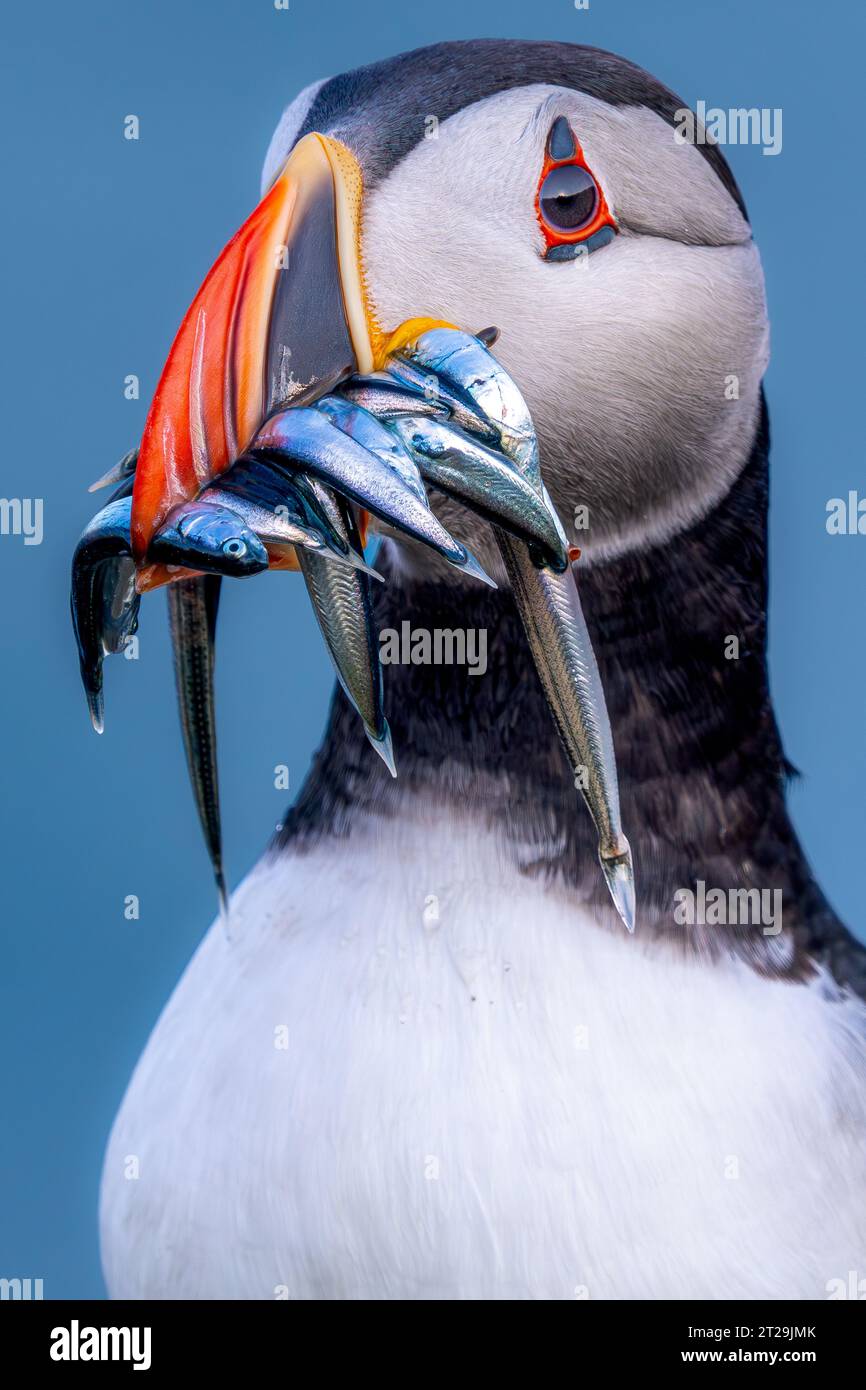 Small Atlantic puffin bird with black and white plumage and blue eyes ...
