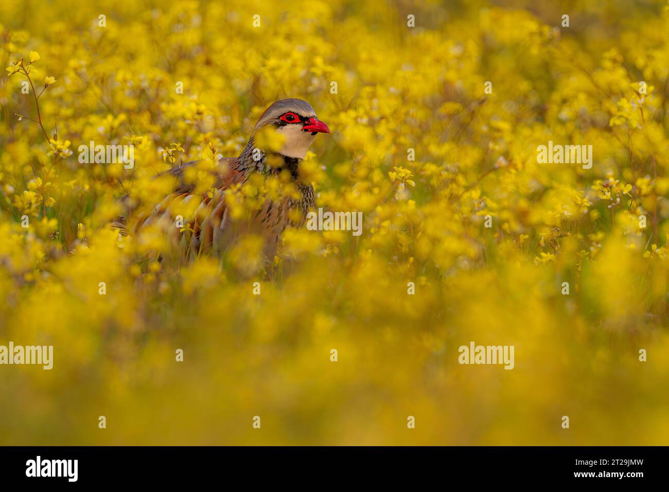Rotund bird hi-res stock photography and images - Alamy