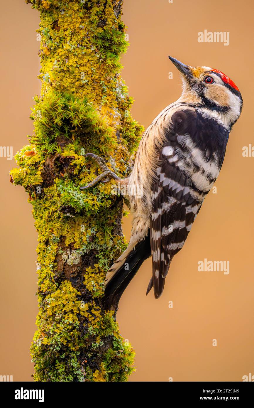 Side view of little wild spotted woodpecker pecking mossy tree trunk on ...