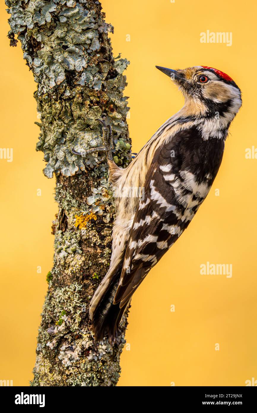 Side view of little wild spotted woodpecker pecking mossy tree trunk on ...