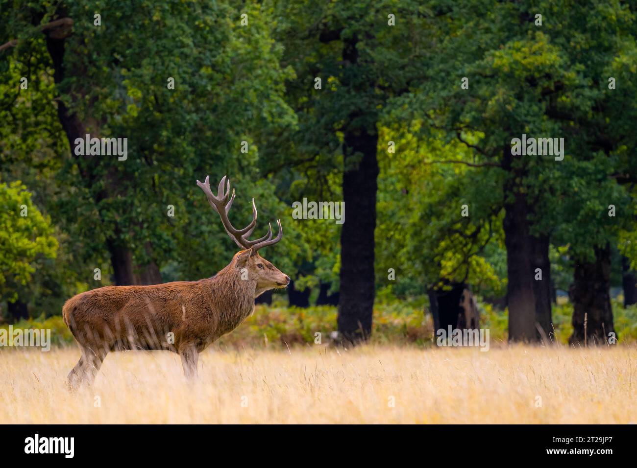 Side view of red deer standing in blurred Richmond Park London while ...