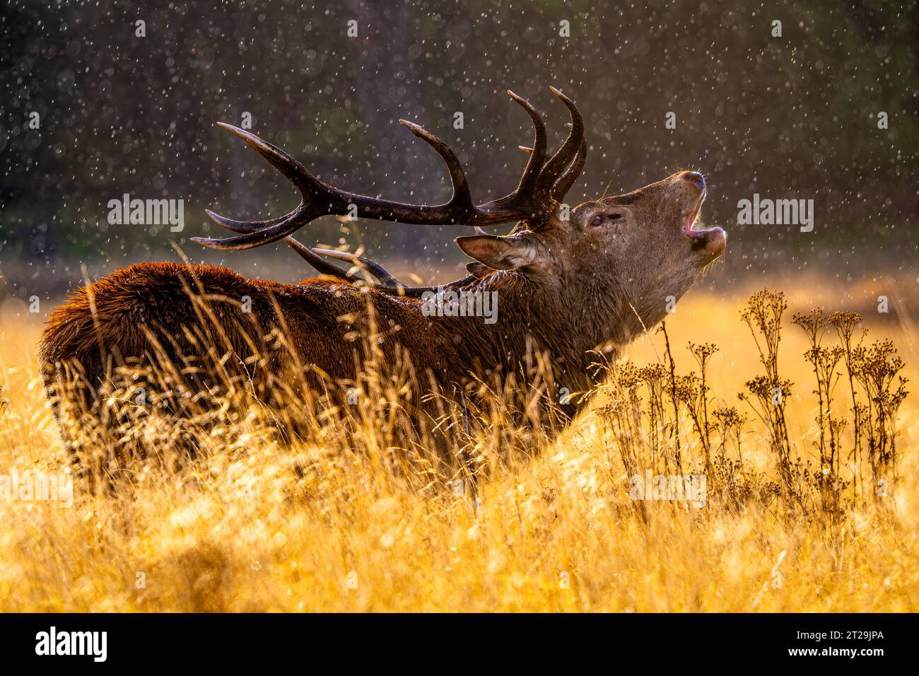 Side view of red deer standing with opened mouth in blurred Richmond ...