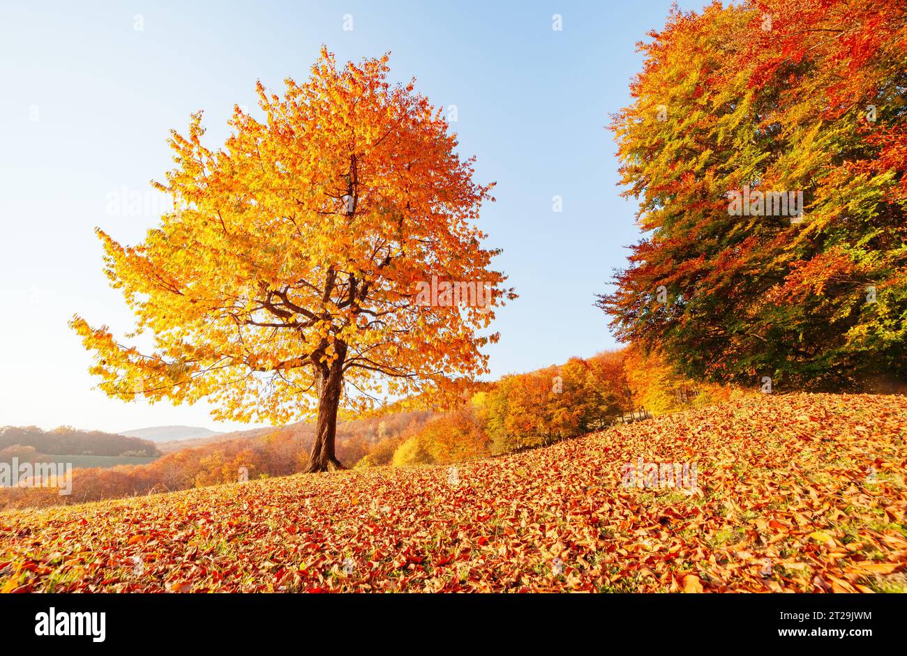 Awesome image of the shiny beech tree on a hill slope at mountain ...