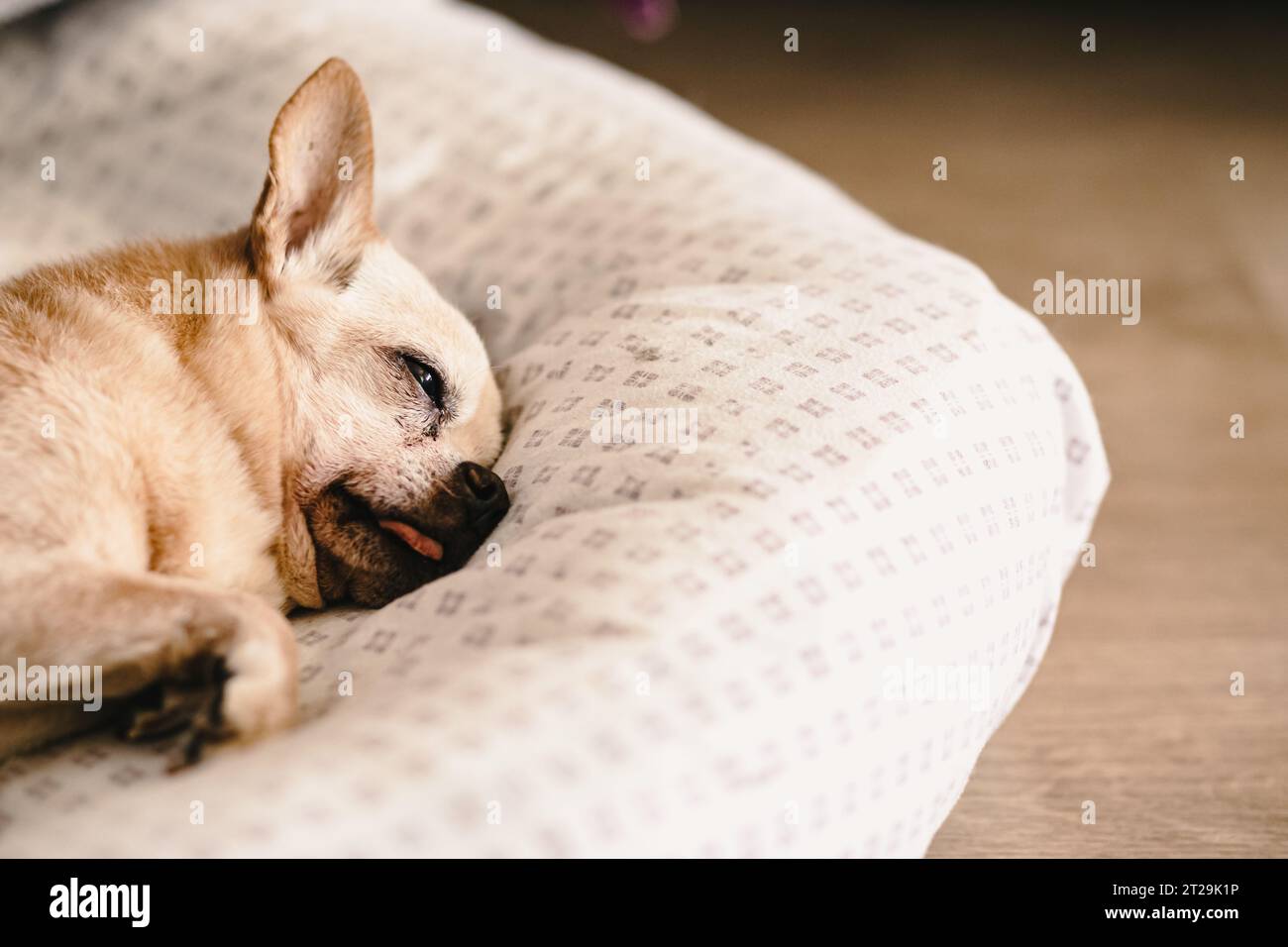 High angle of crop dog with looking away while resting on white sofa at ...