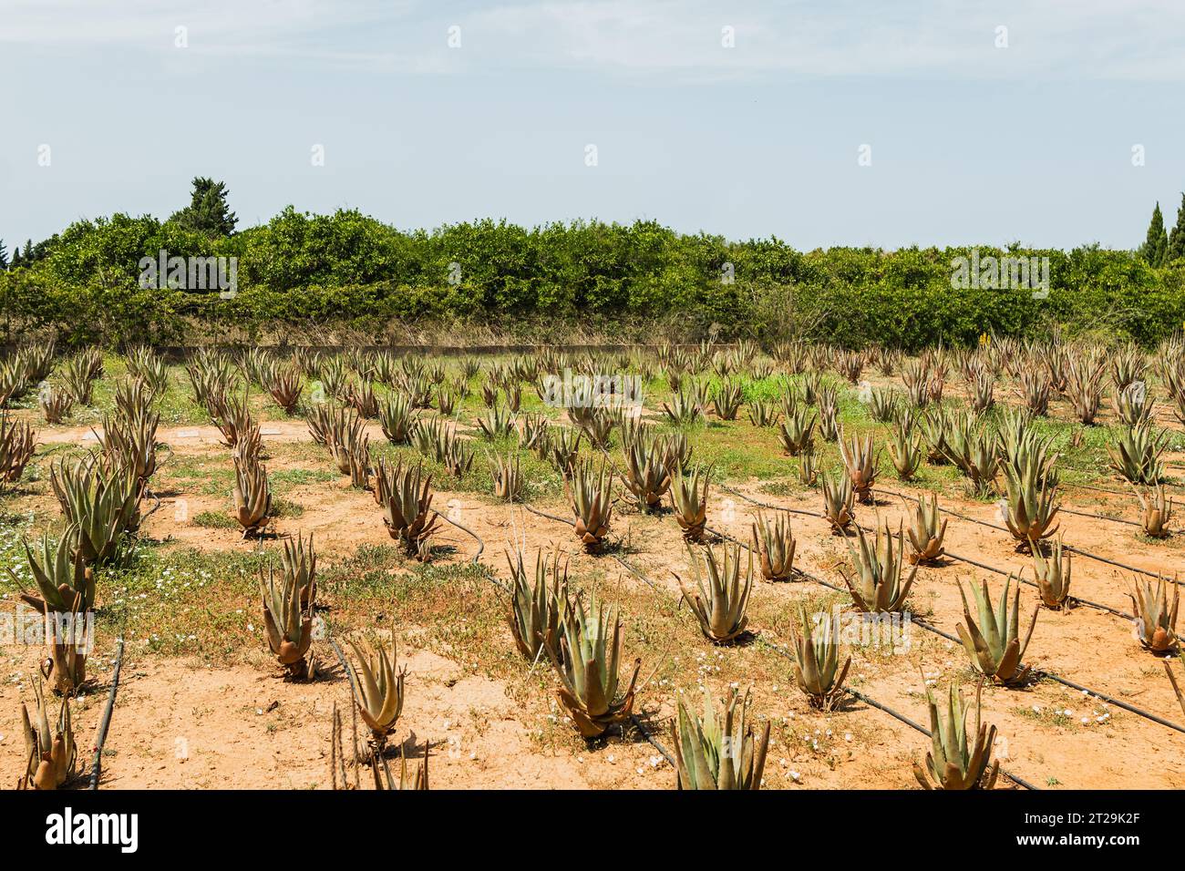 Picturesque view of aloe vera green herbal plants in rows growing in ...