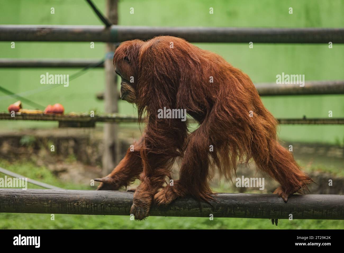 Side view of brown orangutan walking on wooden trunk and looking down ...