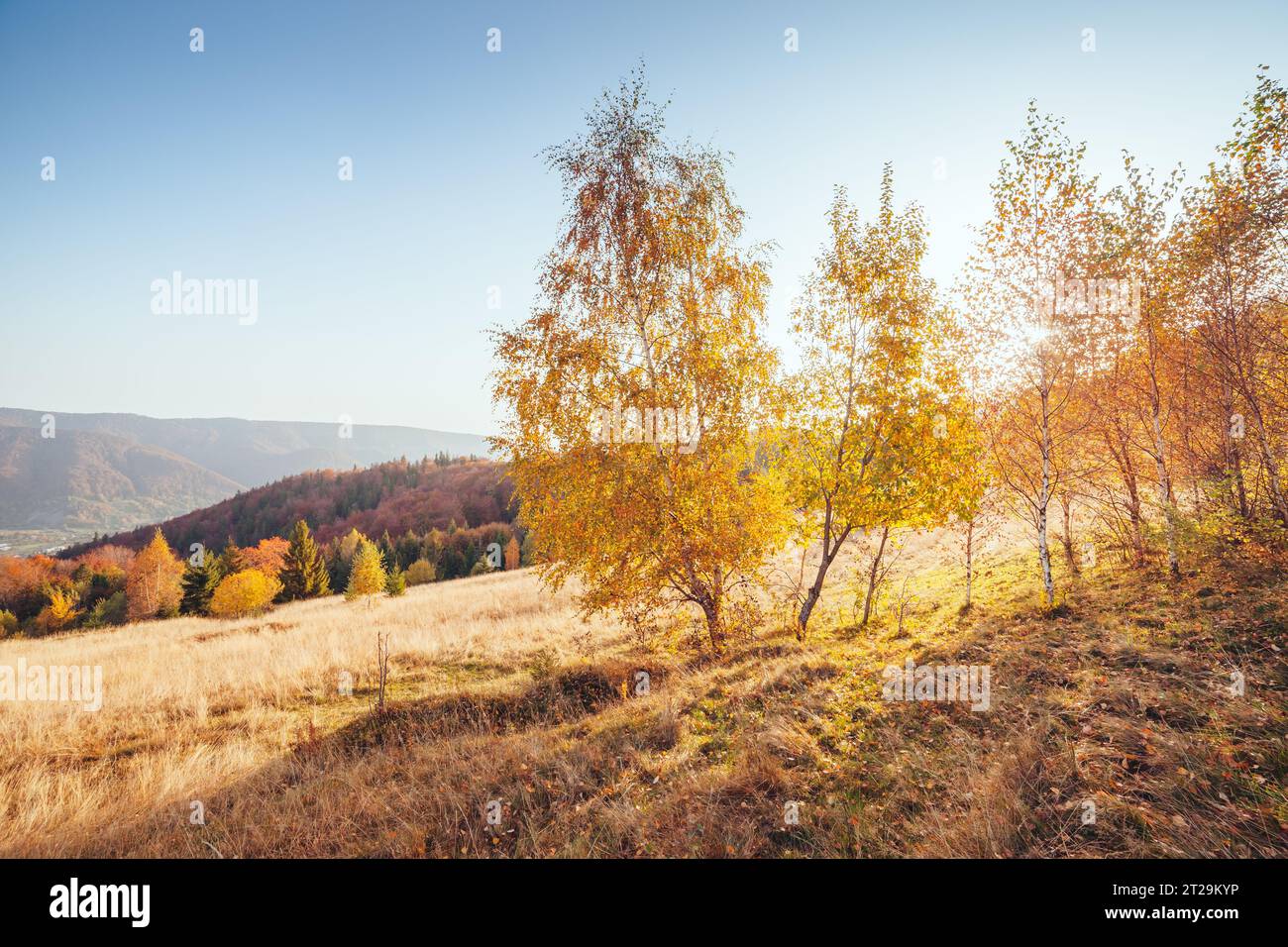 Majestic image of birches in sunny beams at magical valley. Gorgeous ...