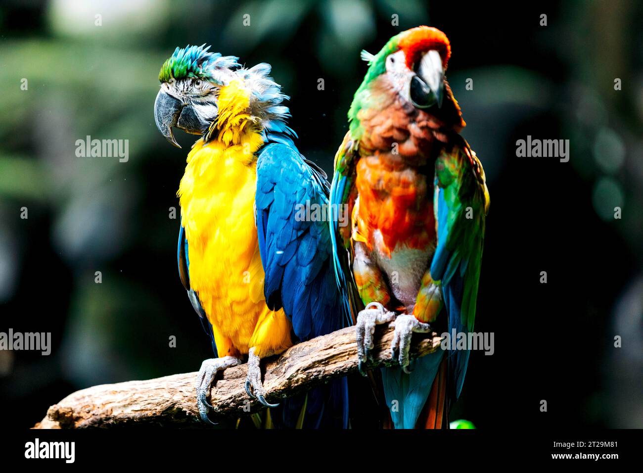Full body of multicolored plumage pair of parrots sitting on dry tree ...