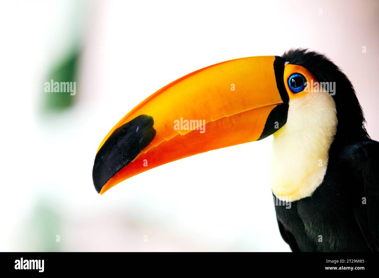 Side view of yellow and orange beak toucan bird with black and white ...