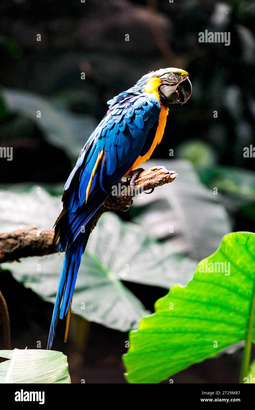 Full body of colorful yellow and blue feather parrot sitting on dry ...