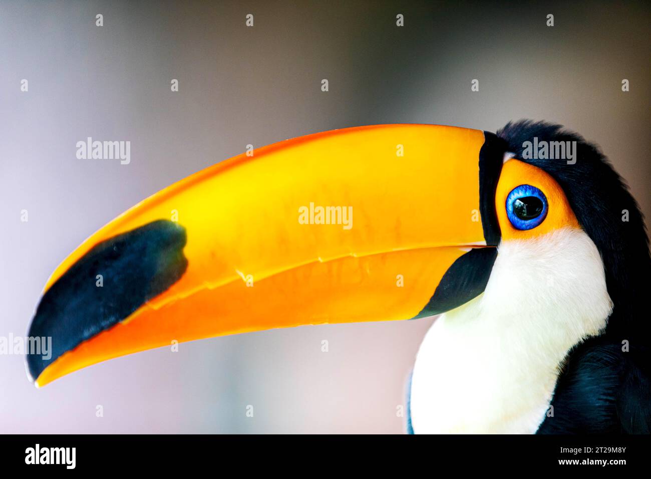 Side view of closeup yellow beak toucan bird with black and white ...