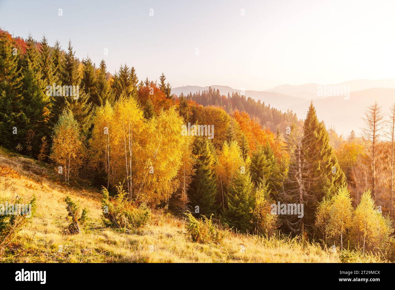 Stunning image of the bright trees in sunny beams. Gorgeous day and ...