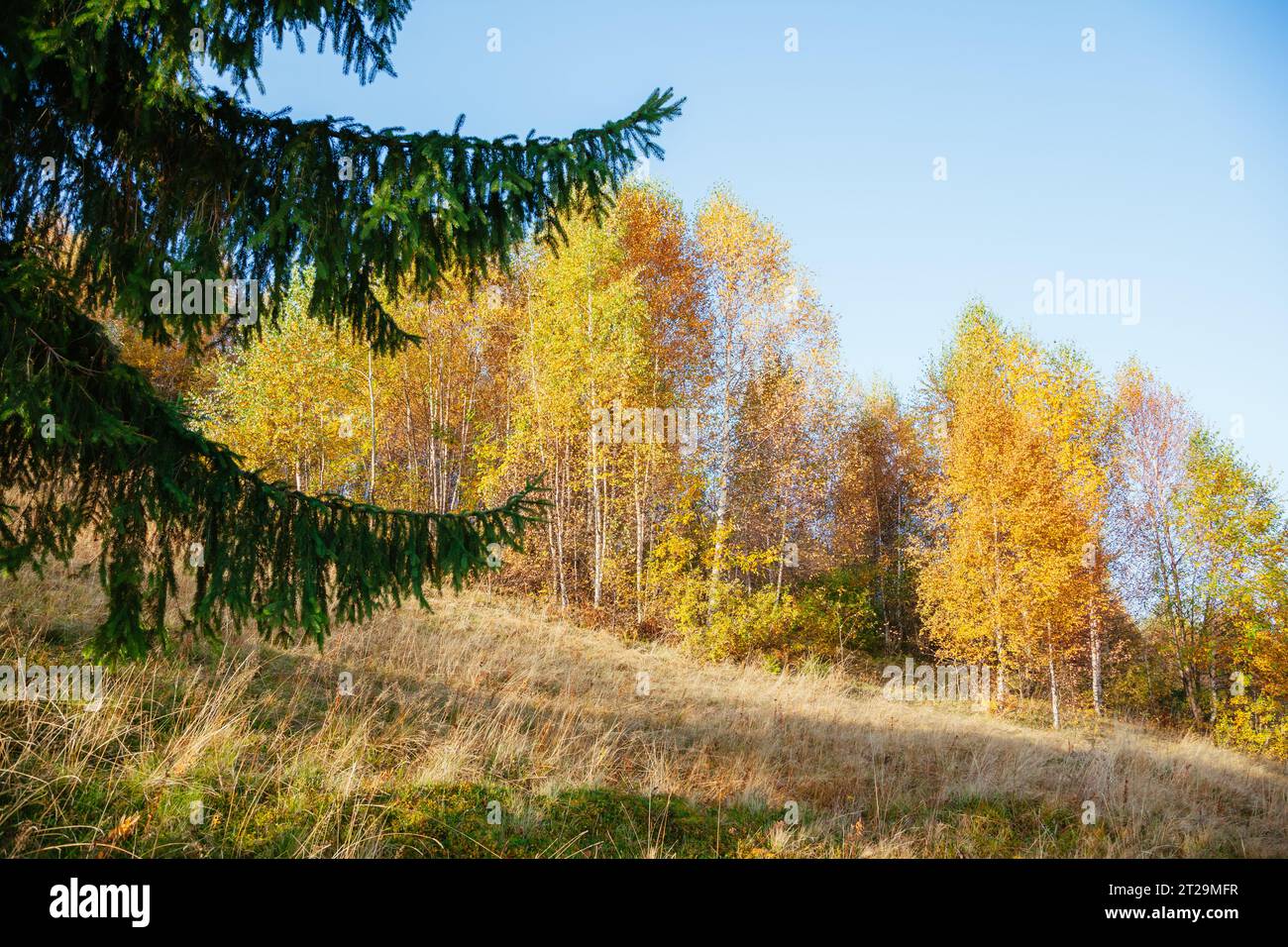 Stunning image of the bright trees in sunny beams. Gorgeous day and ...