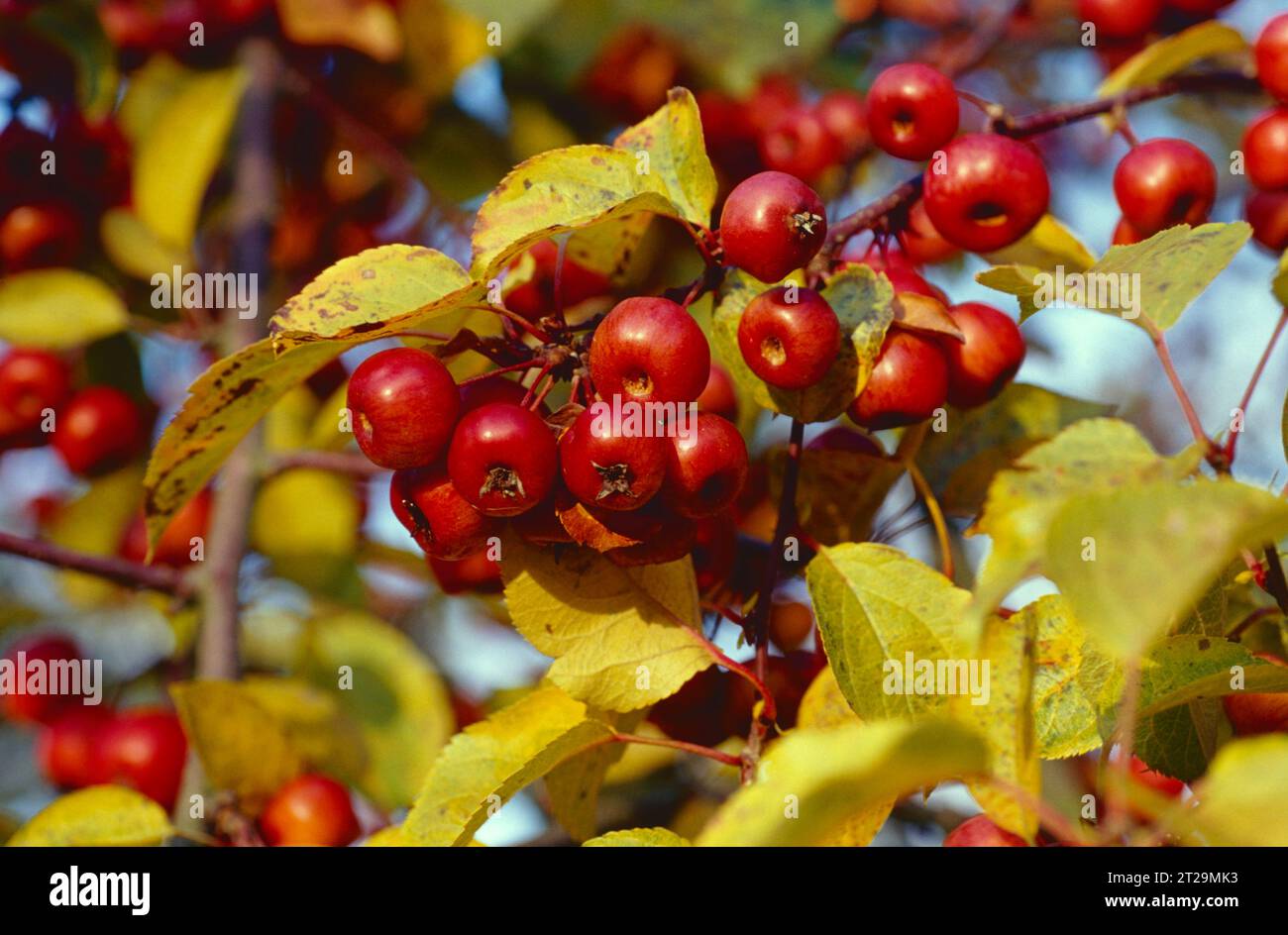 Malus 'Evereste' | Bright red fruits on a shrub with yellowing leaves ...