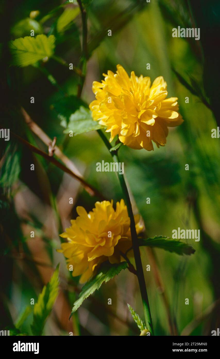 Japanese kerria rose plant hi-res stock photography and images - Alamy