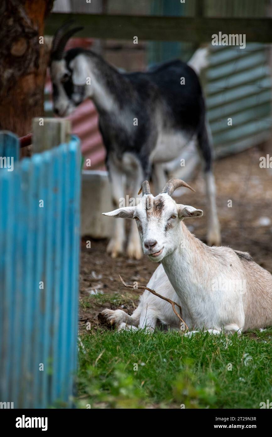 Goat in garden uk hi-res stock photography and images - Alamy