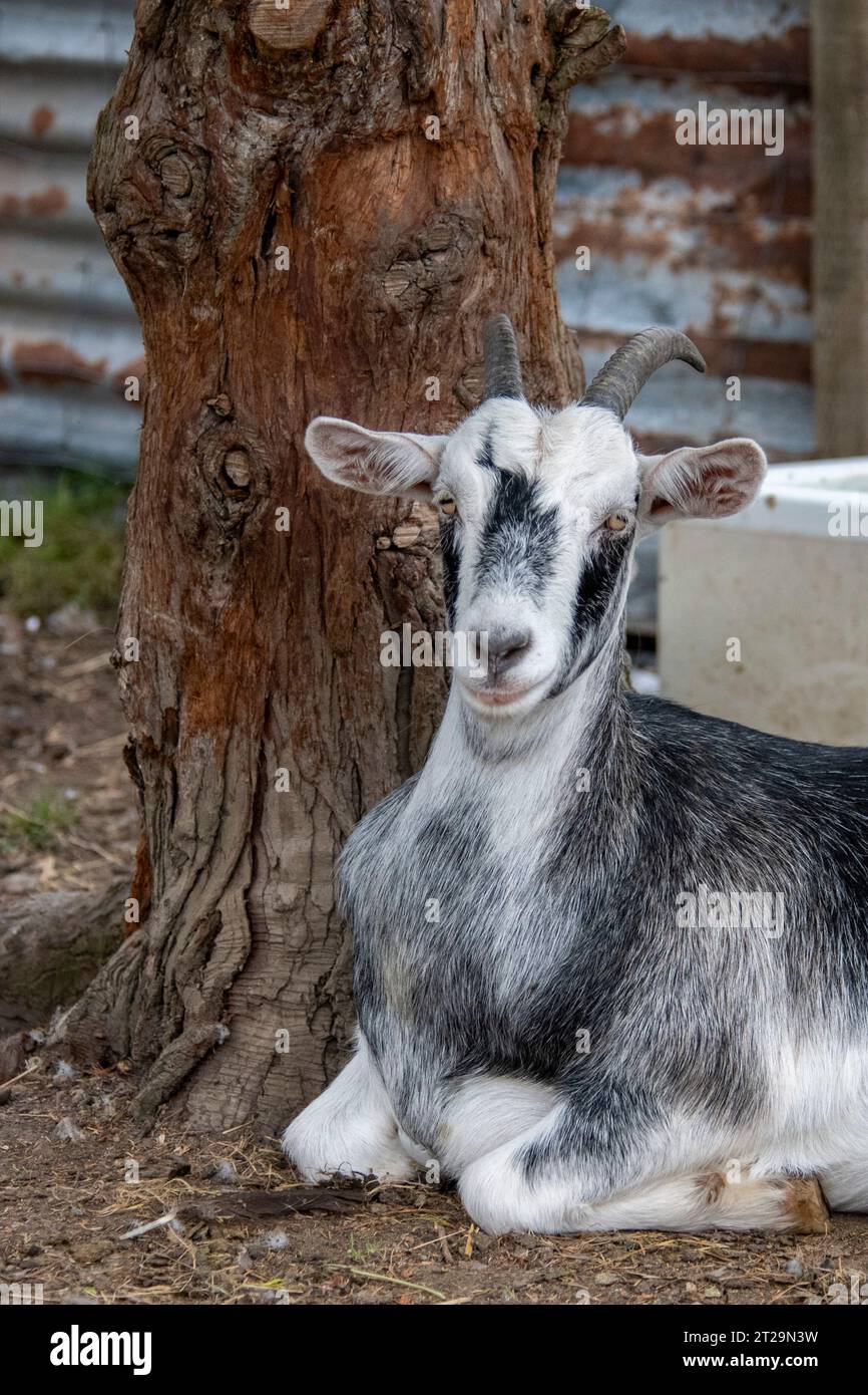 Chilling animals hi-res stock photography and images - Alamy