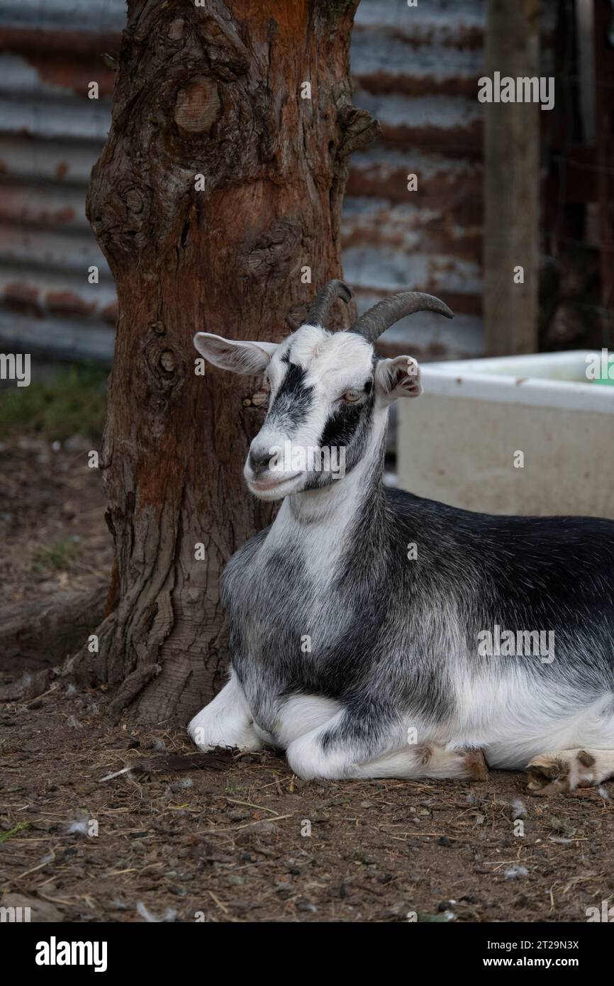 Goats chilling in the garden of the farm Stock Photo - Alamy