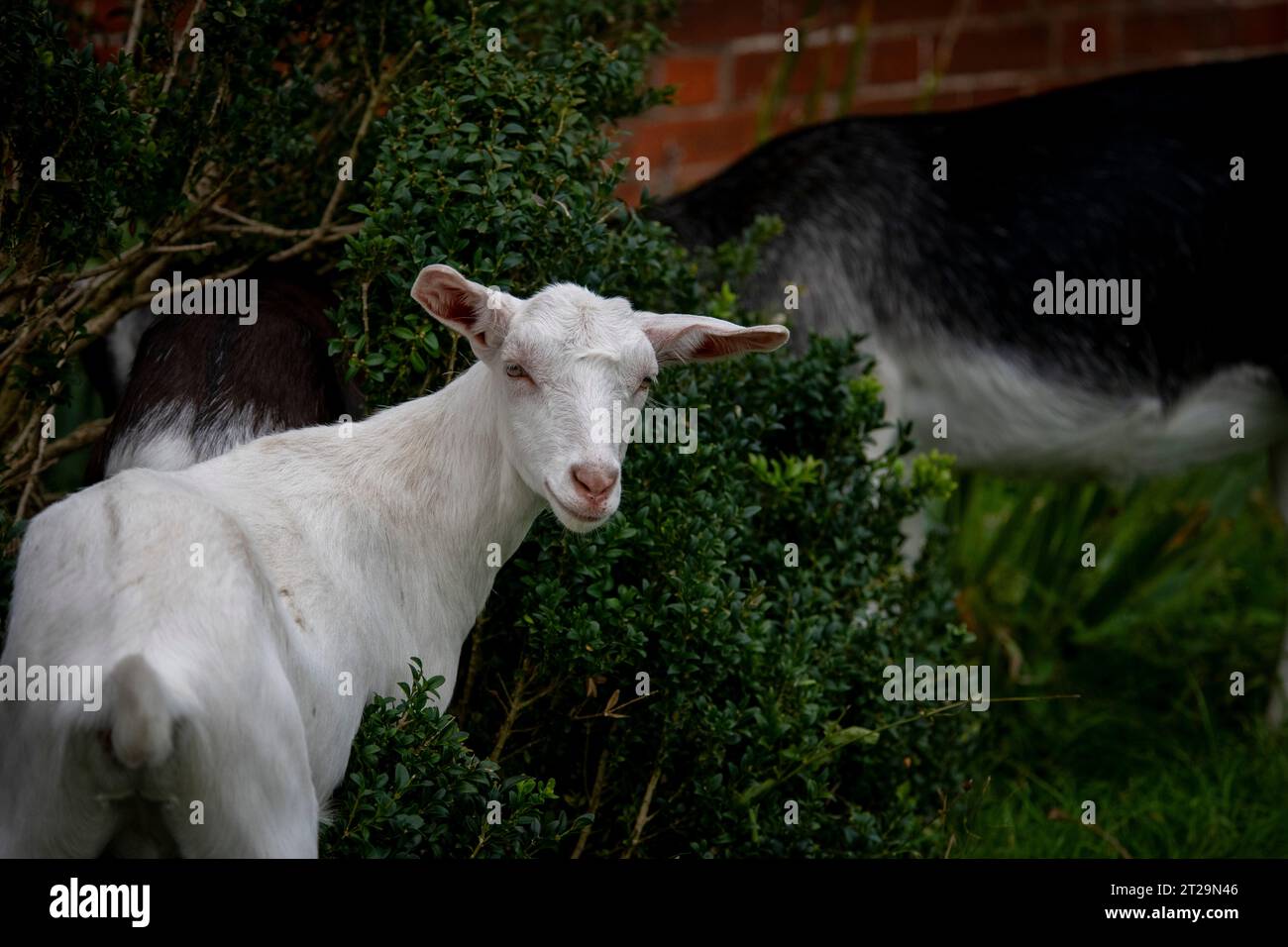 Goats chilling in the garden of the farm and eating the hedges Stock ...