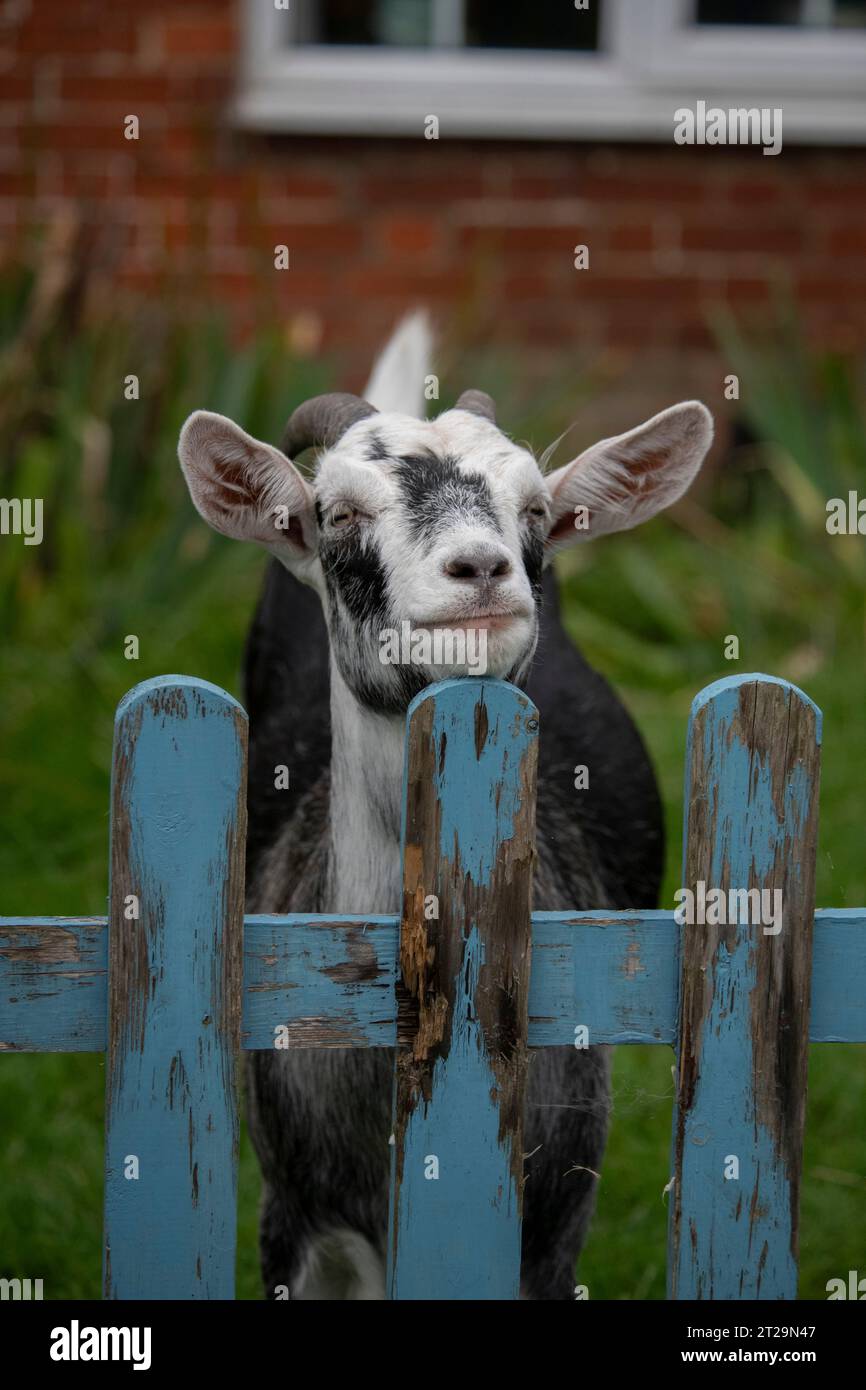 Chilling animals hi-res stock photography and images - Alamy