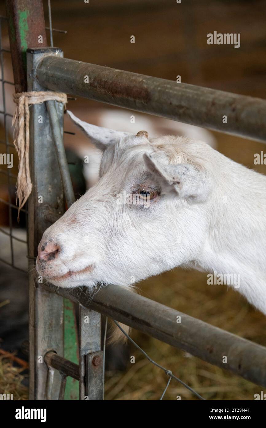 Goats chilling in the garden of the farm Stock Photo - Alamy
