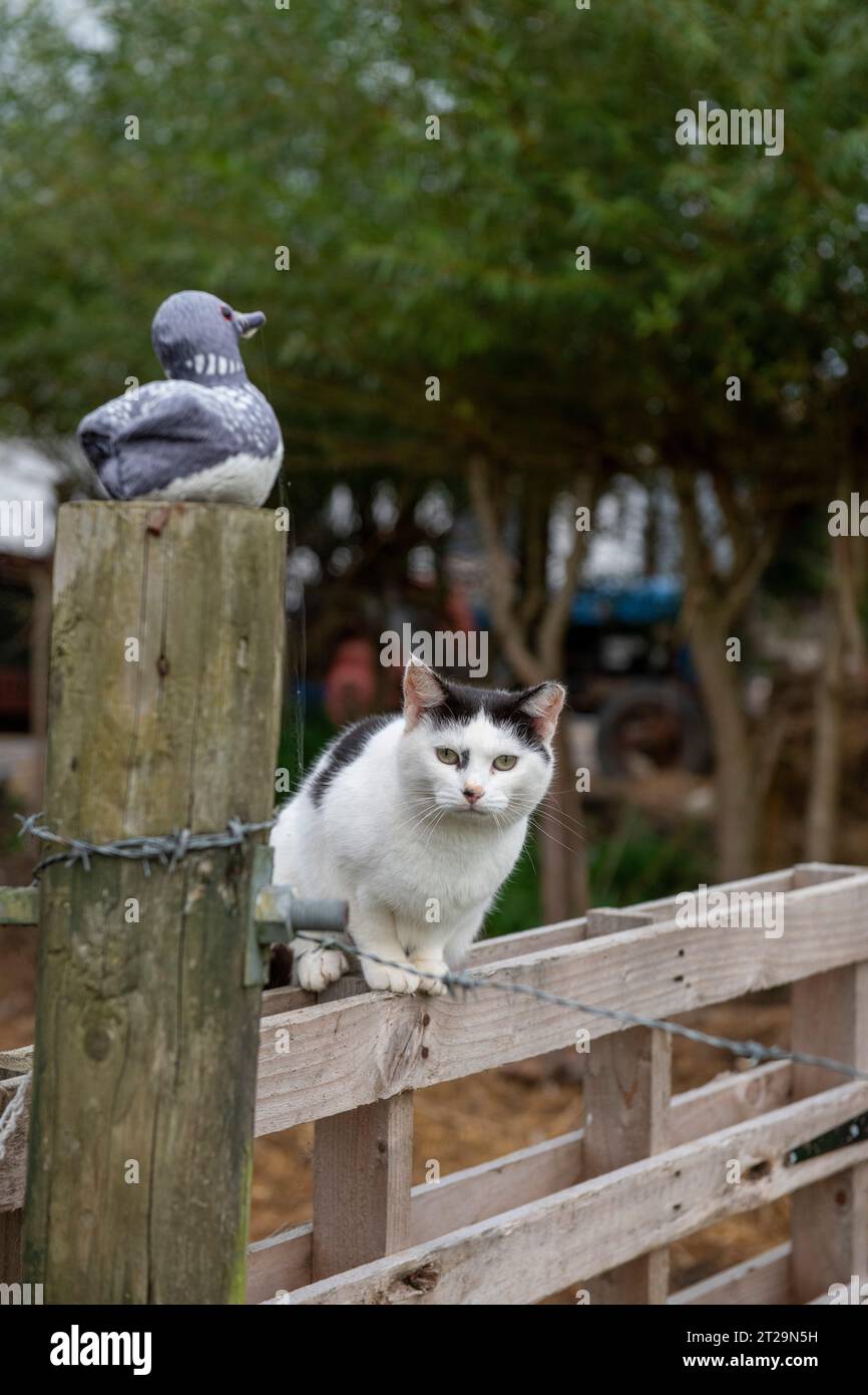 Cats on the farm Stock Photo - Alamy