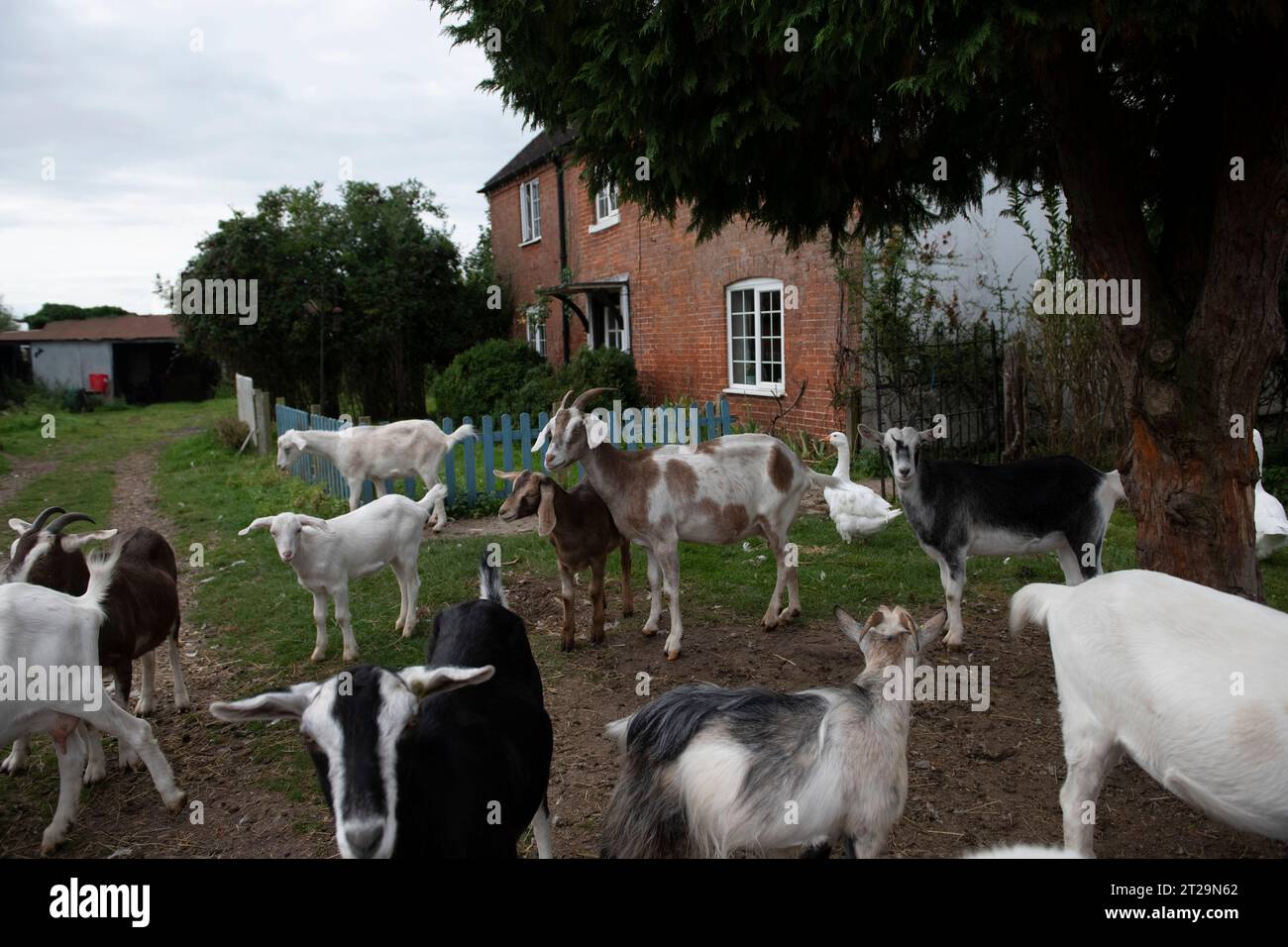 Goats on farm farm animals hi-res stock photography and images - Alamy
