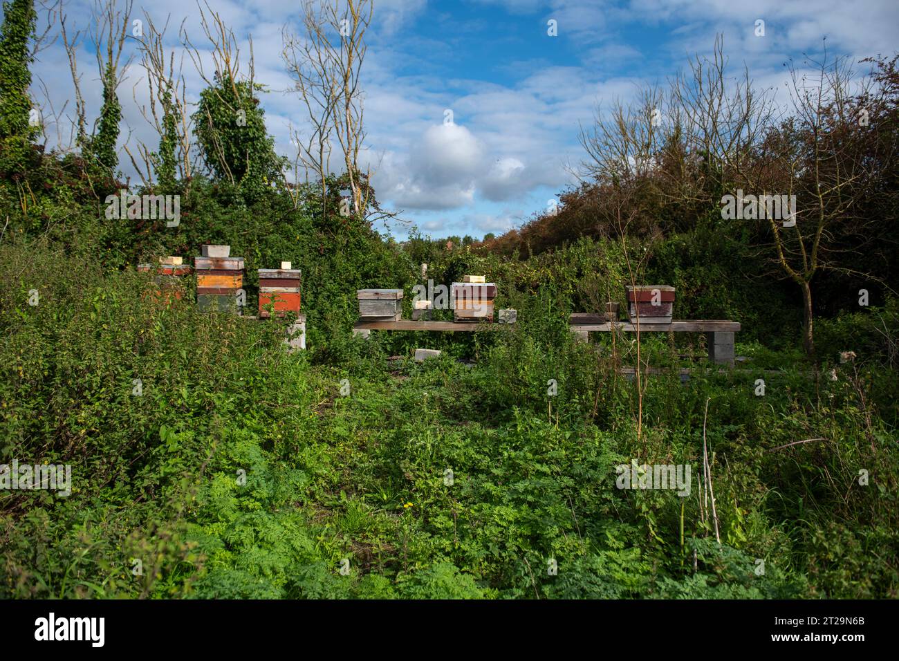 wooden beehives in a secluded corner in the bushes covered with a stone ...