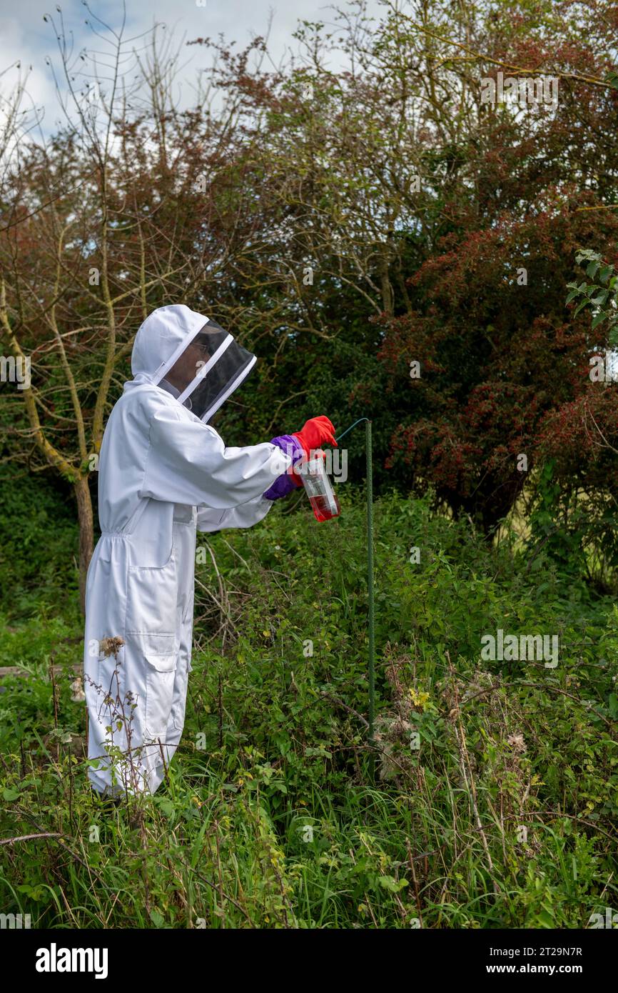 Beekeepers puts cider in a jar to attract wasps and drown them before ...