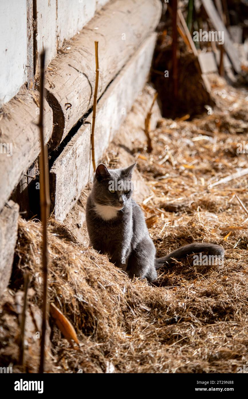 Animals pets cats farm hi-res stock photography and images - Alamy