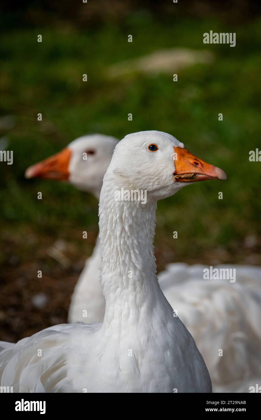 Two geese on the farm looking in opposing directions, concept for ...