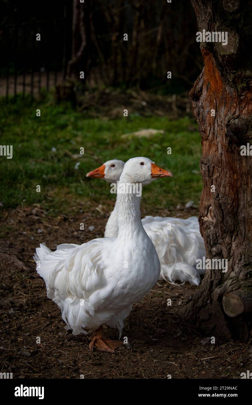 Two geese on the farm looking in opposing directions, concept for ...