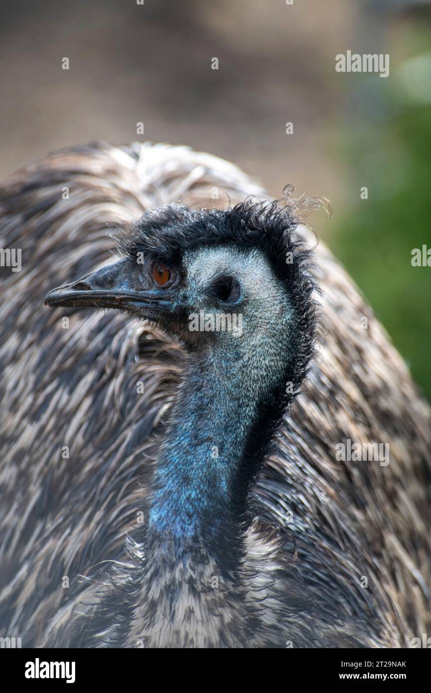 An emu on the farm in England, Wiltshire Stock Photo - Alamy
