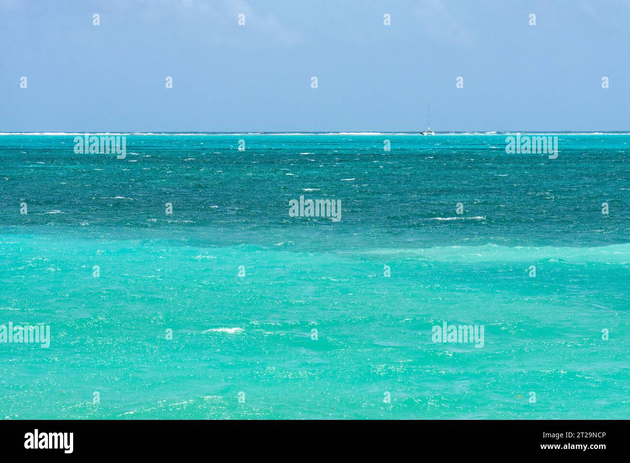 Turtle grass flats & patch reefs on the sandy bottom in clear shallow ...