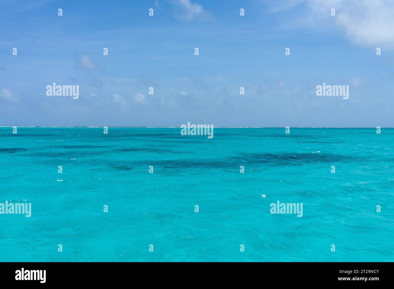 Turtle grass flats & patch reefs on the sandy bottom in clear shallow ...