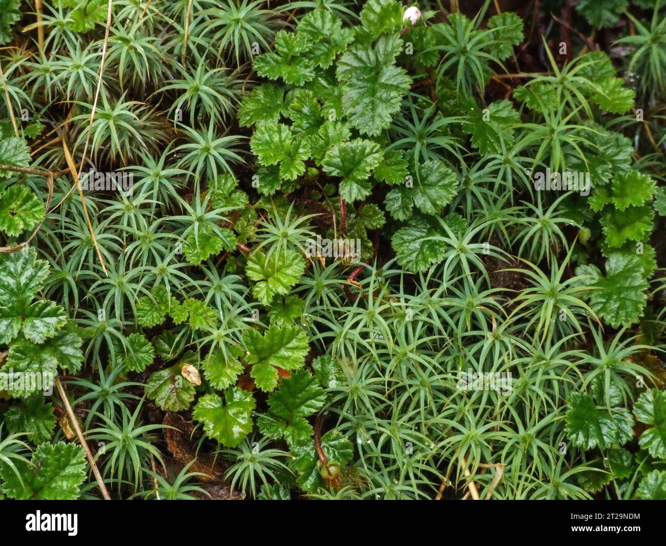 Vegetation growing on the floor of the humid temperate forest of the ...