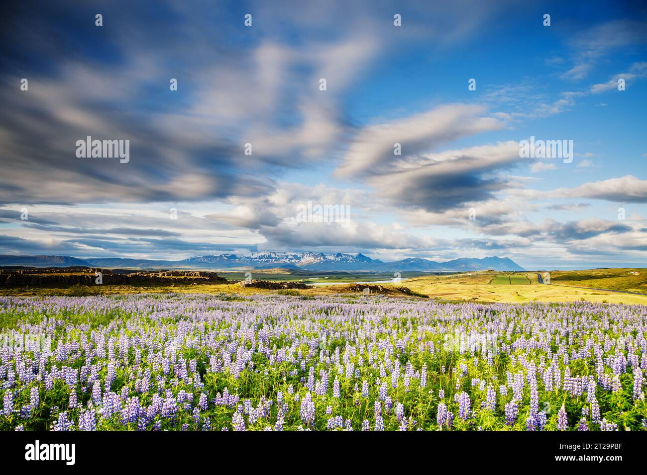 Magical blooming lupine valley glowing by sunlight. Unusual day and ...