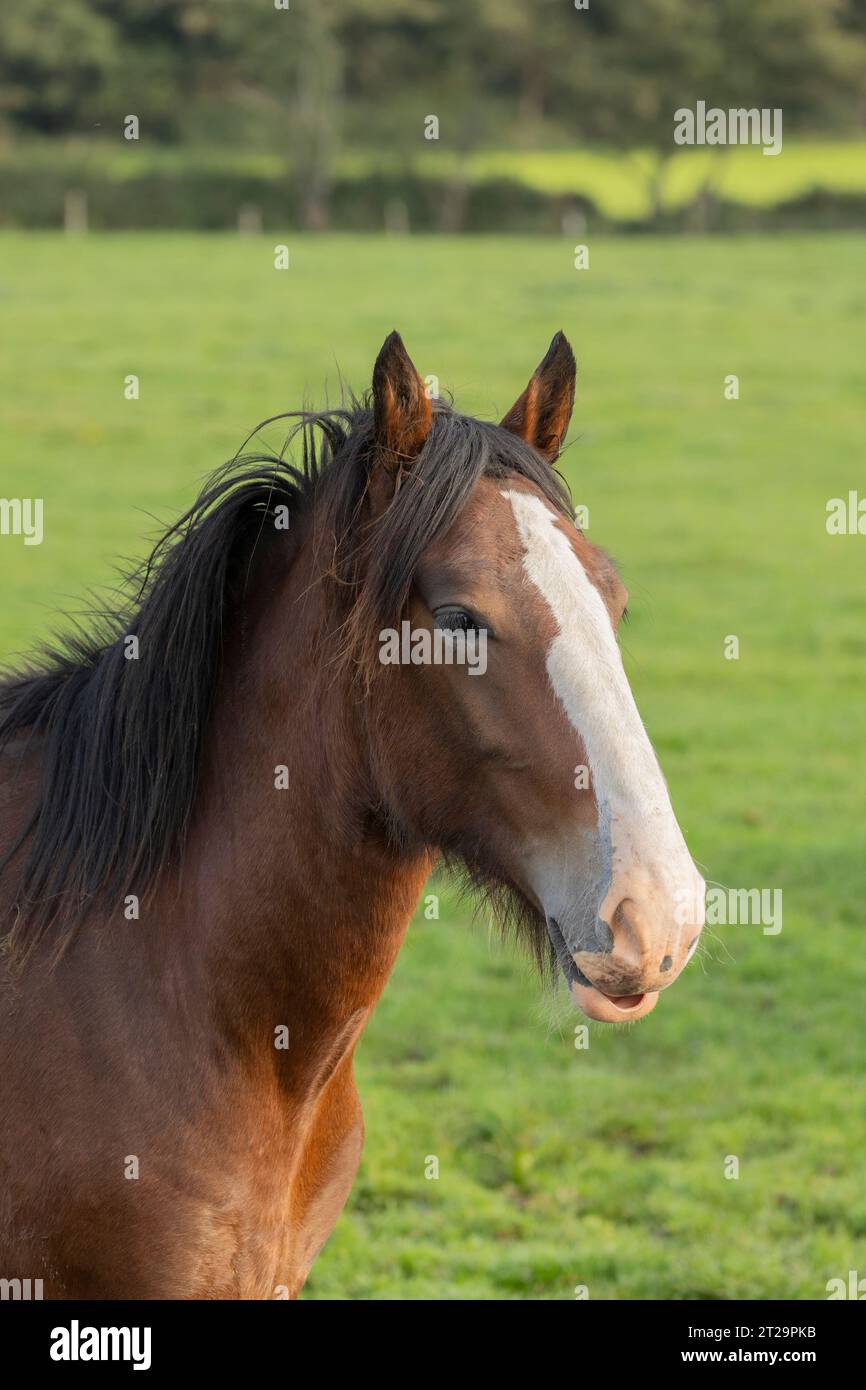 Portrait of beautiful red horse in summer Stock Photo - Alamy